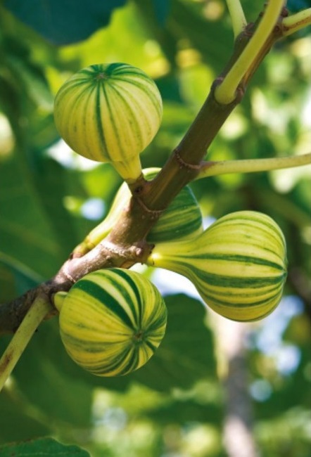 PRINCIPALE - amazonseeds